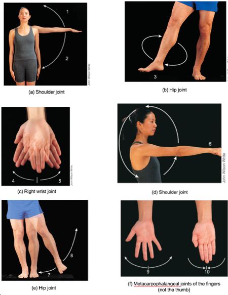 Figure 11 5 Angular Joint Movements Of Abduction Adduction And