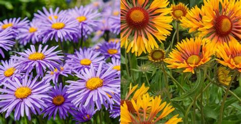 10 Plant Species Native To Calgary That You Can Grow In Your Garden Curated