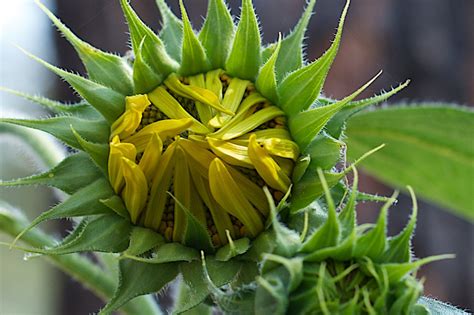 무료 이미지 자연 잎 녹색 생기게 하다 식물학 노랑 플로라 해바라기 야생화 닫다 엉겅퀴 훈장 씨앗을