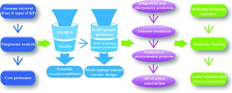 Workflow Of The Multiepitope Kp Vaccine Construction Based On