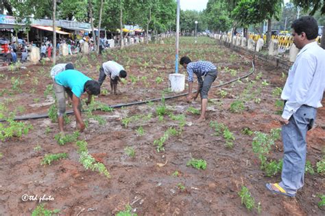 BEAUTIFICATION OF TIRUMALA BEGINS THROUGH PLANTATION TTD News