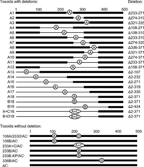 Schematic Depiction Of Toxoid Constructs Deletions In Toxoids In Which Download Scientific