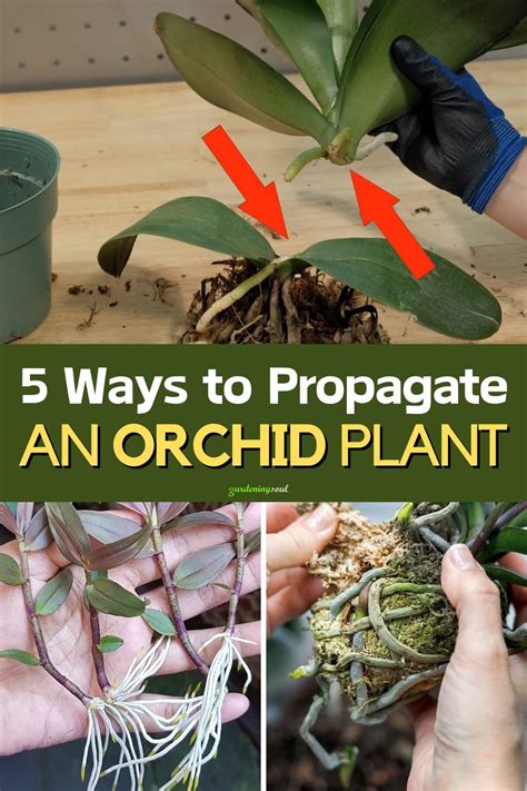 Orchid Propagation Artofit