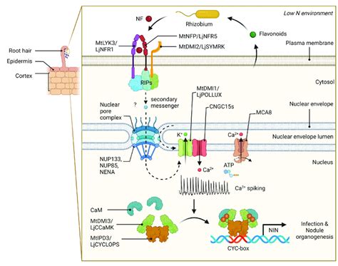 Nf Perception And The Common Symbiosis Signalling Pathway Flavonoid