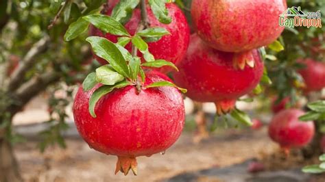 Гранат выращивание и уход в домашних условиях Сад и Огород