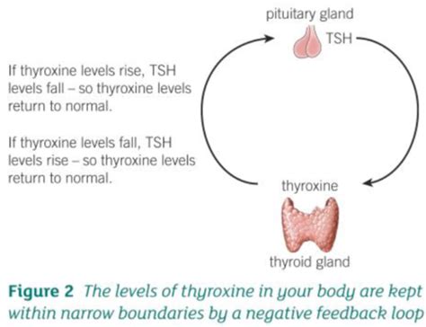 Negative Feedback Loop Thyroid Thyroid Gland And Its Hormones Animal