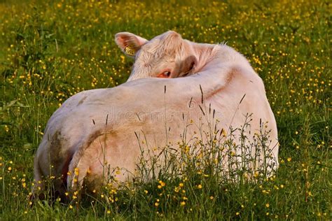 De Vleeskoe Ligt Op Een De Zomerweide In Zweden Stock Afbeelding Afbeelding 151794761