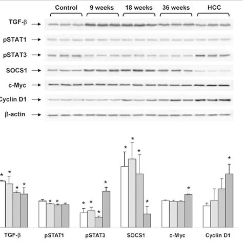 Expression Of The Pdgfr α Pdgfr β Pdgfa Pdgfb Pdgfc And Pdgfd Genes