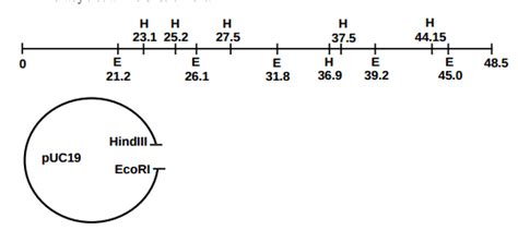 Solved Given The Restriction Map Of Bacteriophage Lambda