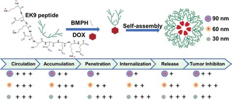 Size Effect Of Zwitterionic Peptide Based Nanoscale Micelles On Cancer Therapy Acs Applied