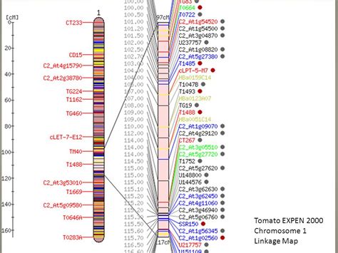 Lindsay A Shearer1 Lorinda K Ppt Video Online Download
