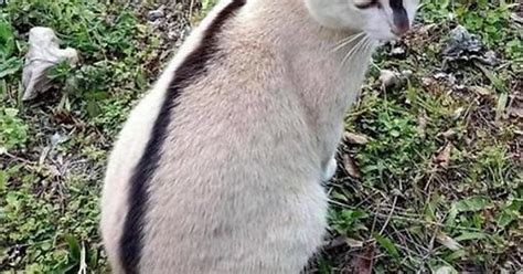 Cat Stripe Album On Imgur