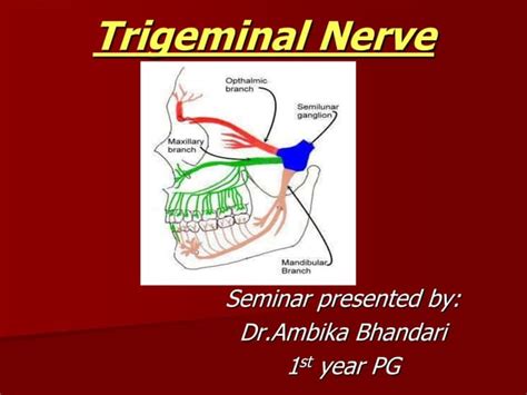 Trigeminal Nerve And Its Course Pptx