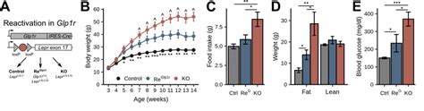 Leptin Action Via Leprb Glp1r Cells Suppresses Food Intake And Body Download Scientific Diagram