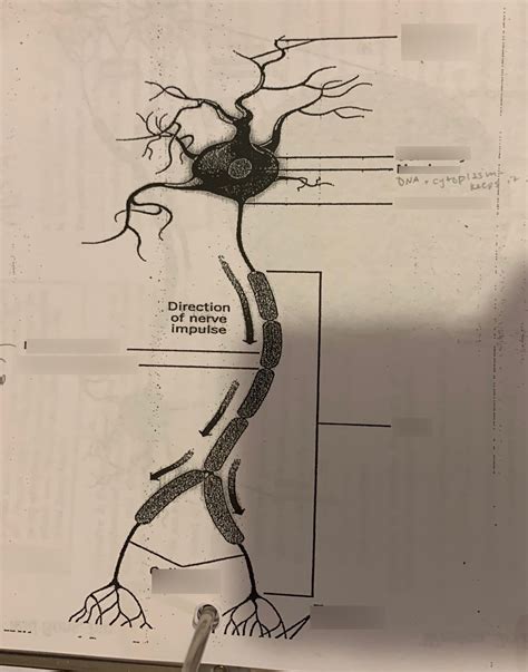 Ap Psych Neuron Labeling Diagram Quizlet
