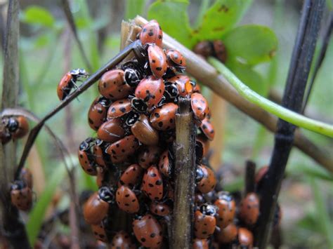 An Aggregation Of Overwintering Ladybugs Smithsonian Photo Contest