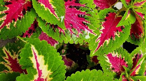 Coleus Varieties 35 Different Types Of Coleus Cultivars Artofit