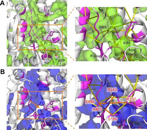 Pocket Analysis In The Nucleotide Binding Site Pocket Frequency Maps Download Scientific