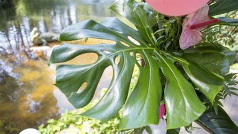 龜背竹葉子發黃的原因和解決方法 Imomo植物識別