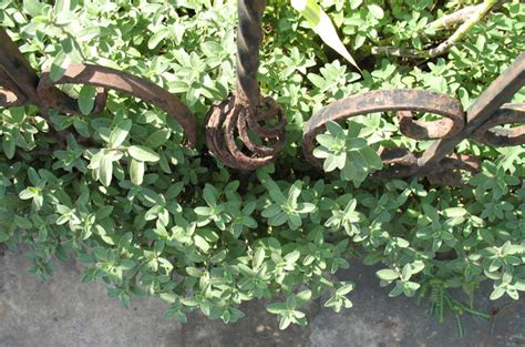 Evolvulus Eflora Of India