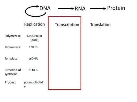 PPT RNA PowerPoint Presentation Free Download ID