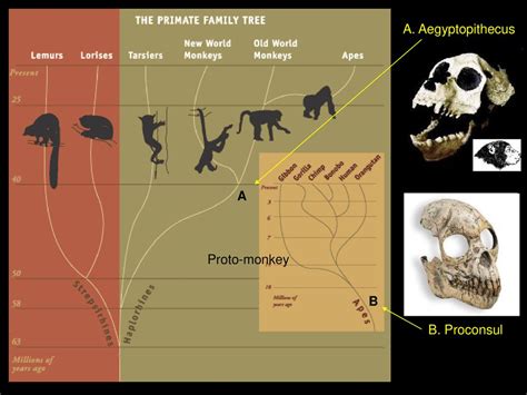 Darwin The Voyage Of The Beagle 1839 Ppt Download