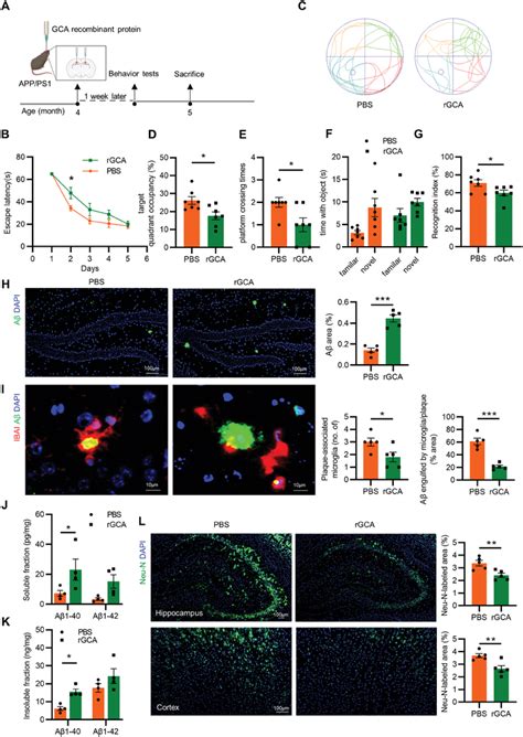 Intracerebral Injection Of Recombinant Gca Protein Exacerbates Ad Download Scientific Diagram