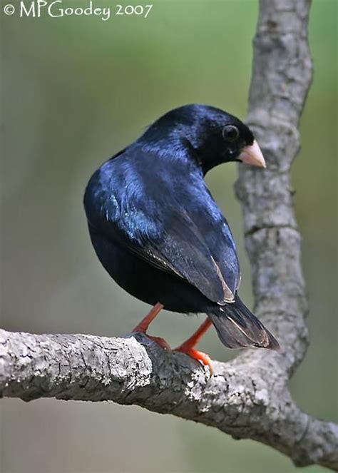 Indigobird | 鳥