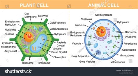 구조형으로 표시된 단면이 있는 플랜트 및 스톡 벡터로열티 프리 2210694293 Shutterstock