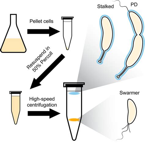 Synchronized Swarmers And Sticky Stalks Caulobacter Crescentus As A Model For Bacterial Cell