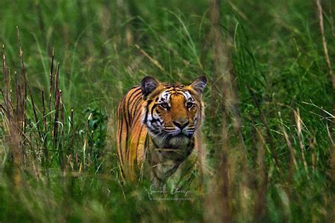 Somnath Banerjee Insearchpk