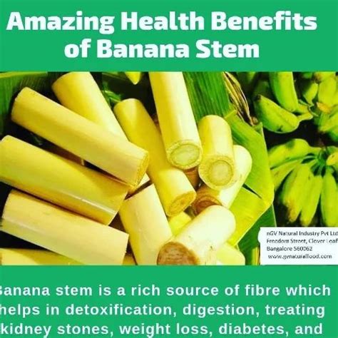 Banana Stem Gv Natural Industry Pvt Ltd Is Manufacturing Banana Stem