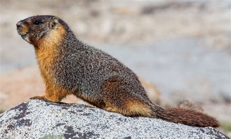 Rock Chucks Rascal Rodents Of The Rocky Mountain West Skyaboveus