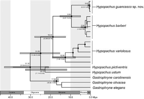 Bayesian Chronogram Generated From Our Partitioned Mitochondrial And