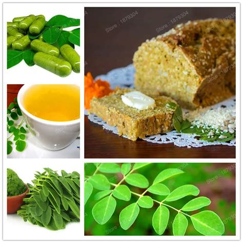 Продвижение многолетнее дерево моринга Флорес здоровое растение пища здоровые продукты Редкие