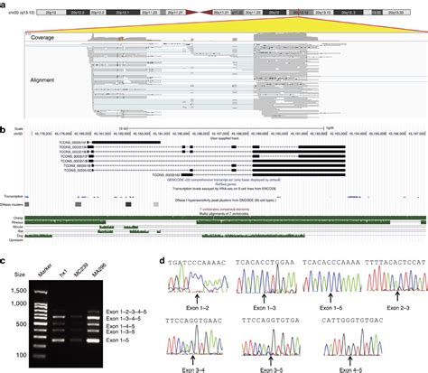 Long Read Sequencing Of The Transcriptome Reveals Novel Spliced Genes