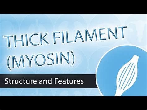 Understanding Thick Filaments And Myosin Structure In Skeletal Muscle Galaxy Ai