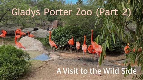Gladys Porter Zoo Wild Gladys Porter Zoo 2025 All You Need To Know