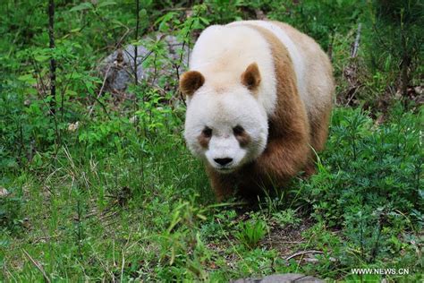 Qinling Panda Ailuropoda Melanoleuca Qinlingensis Panda Panda