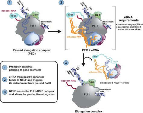 Model Of How Multivalent Allosteric Interactions Between An Erna And