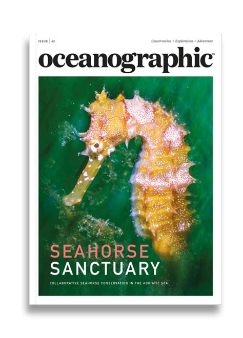 Colossal Squid Filmed Alive On Camera For First Time Ever Oceanographic