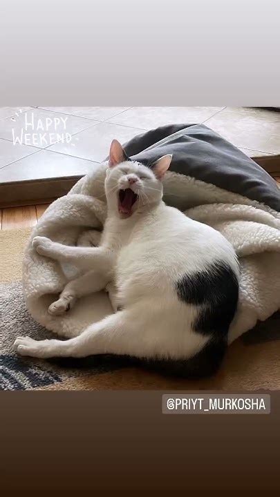 Левушка дома Youtube