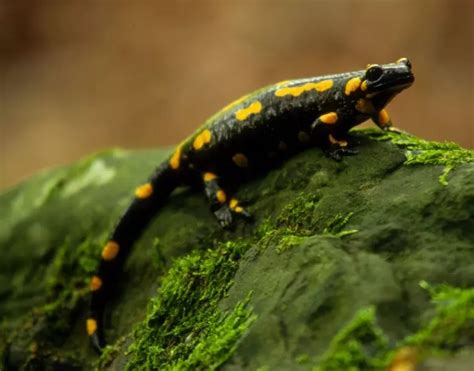 Sustainability Biodiversity Veolia North America