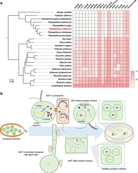 A The Protein Similarity Analysis Of Plant Proteins Important For Download Scientific