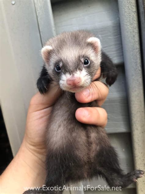 Ferret Kits For Sale