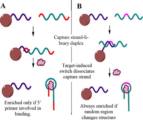 Strategies For Creating Structure Switching Aptamers Acs Sensors