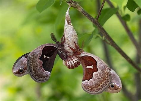 Discover The Largest Moth In North America