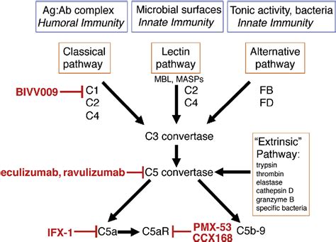Figure 1 From Role Of The Complement Pathway In Inflammatory Skin