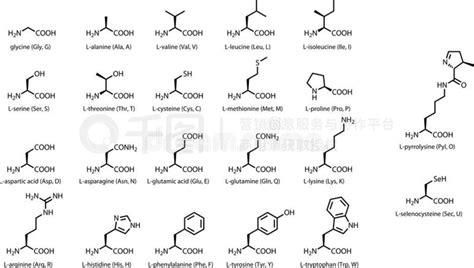 氨基免抠元素 22种标准氨基酸的化学结构 22种标准氨基酸的化学结构图片免费下载 5112111634 千图网pro