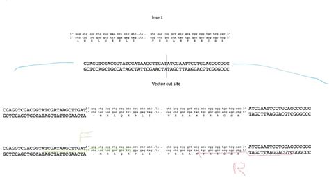 Alternative Cloning Methods 3 Slic Genetic Engineering A Primer To
